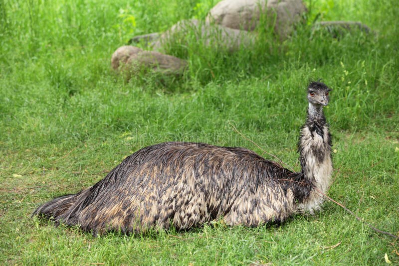 Emu feet close-up stock image. Image of native, stride - 60026565