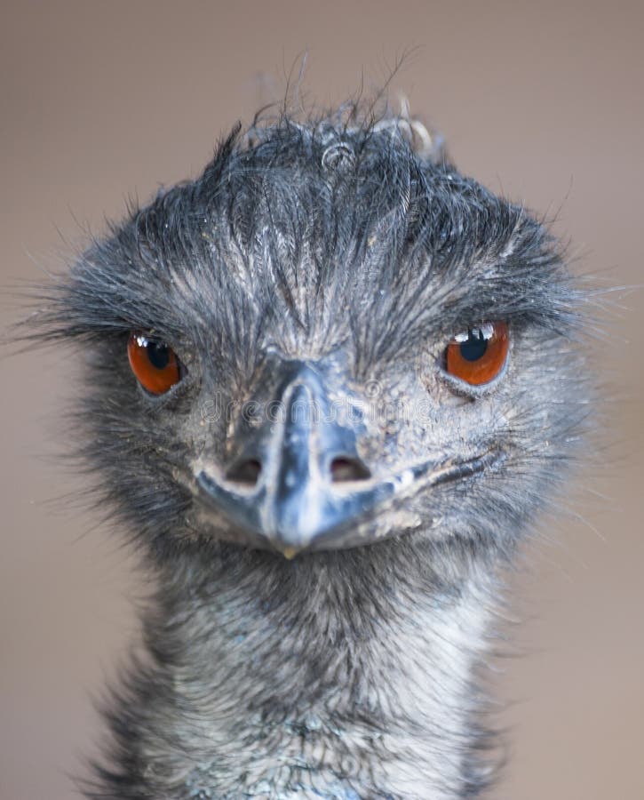 Baby Emu stock image. Image of south, extinct, large - 11905171
