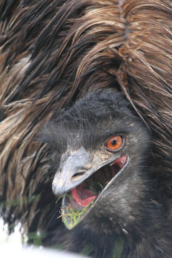 Angry Emu Stock Photos - Free & Royalty-Free Stock Photos from Dreamstime
