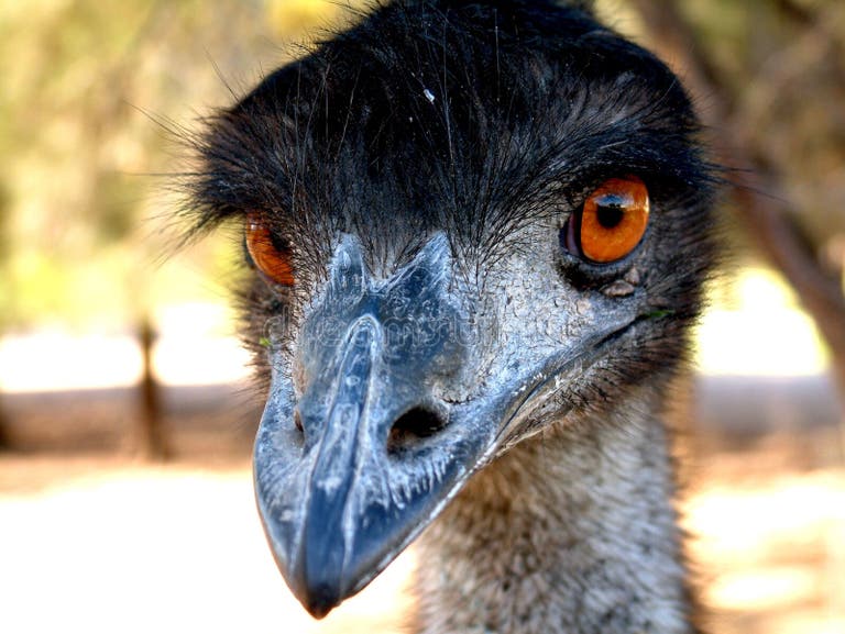 Emu stock image. Image of beak, animal, relax, feather - 359433