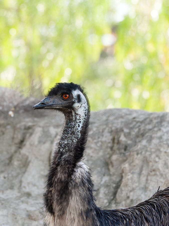 Emu stock image. Image of bird, fast, feathers, space - 38225601