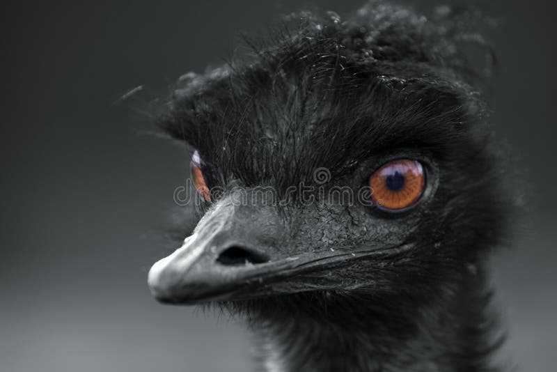 Emu stockbild. Bild von tier, scheitel, hoch, haarig - 57635235