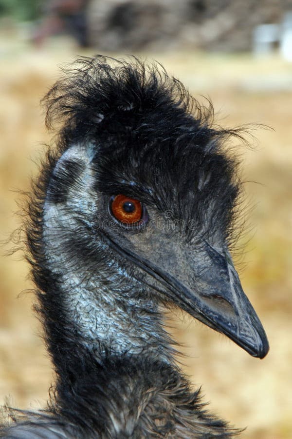 9,535 Emu Transformation Stock Photos - Free & Royalty-Free Stock ...