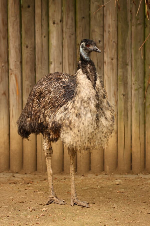 Female emu stock image. Image of wildlife, wilderness - 2780951
