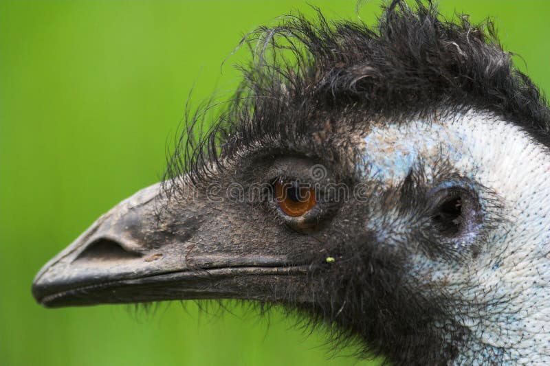 Emu stock photo. Image of australian, birds, green, emus - 800544