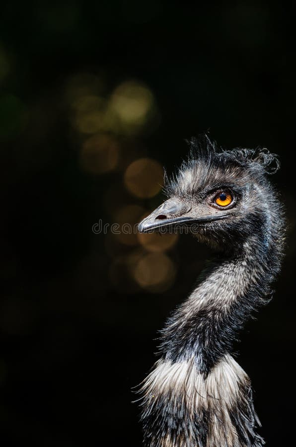 Emu stock photo. Image of large, tierpark, animal, portrait - 84921776