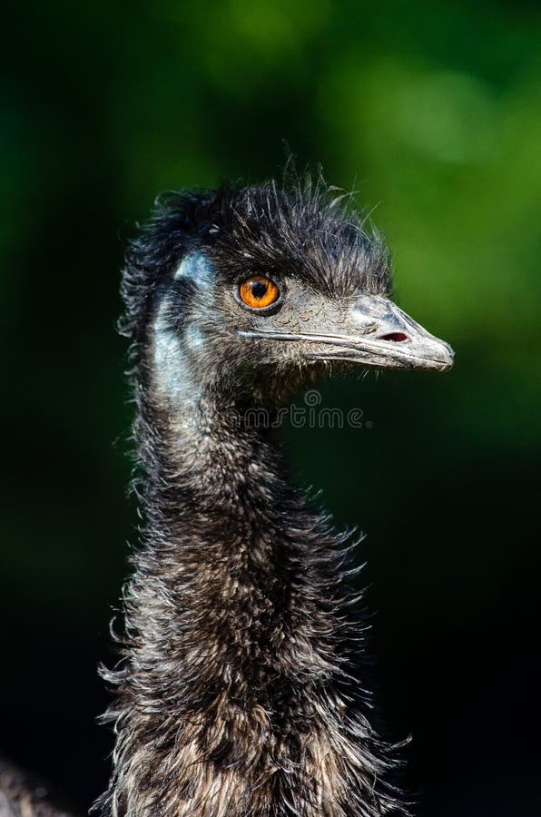 Emu Picture. Image: 84924606