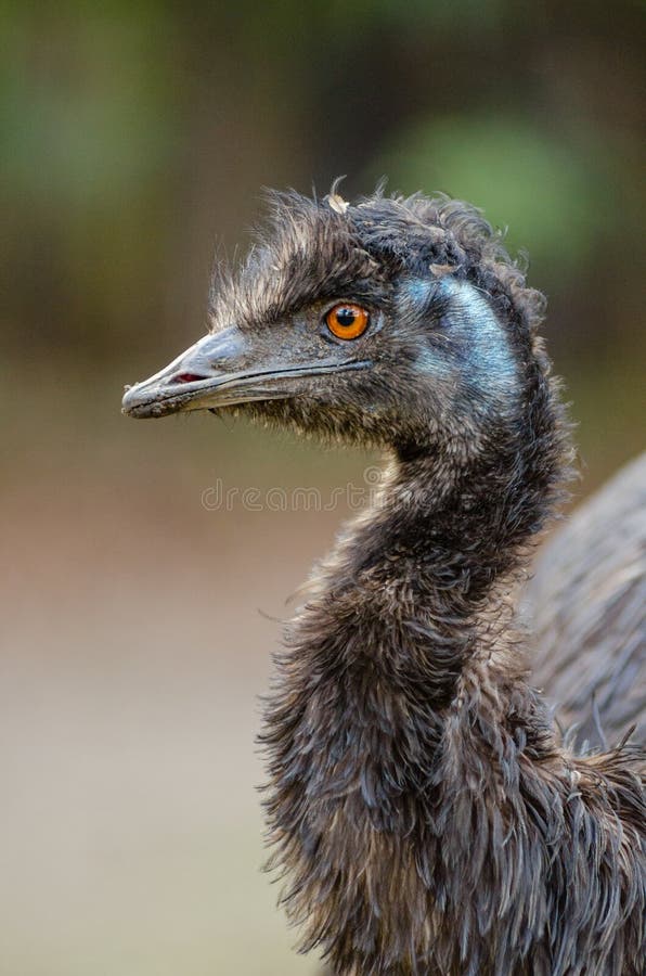 Emu Picture. Image: 84924606