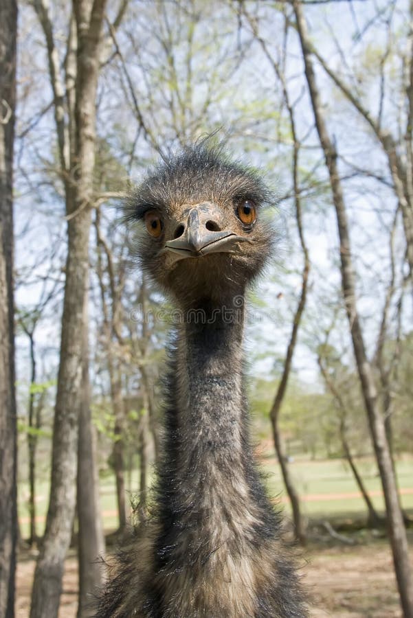 Crazy Emu stock photo. Image of scary, giant, crazy, large - 13082348