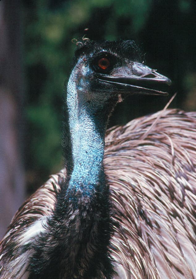 Emu stock photo. Image of flightless, fast, pounds, forest - 914966
