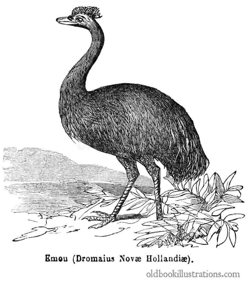 Emu arkivfoto. Bild av - 92134898