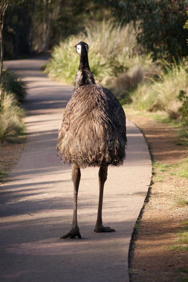 Emu stock photo. Image of bird, ostrich, large, australia - 9973248
