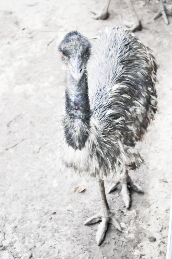 Emu Animal in Blue Background Stock Photo - Image of bird, unaware ...