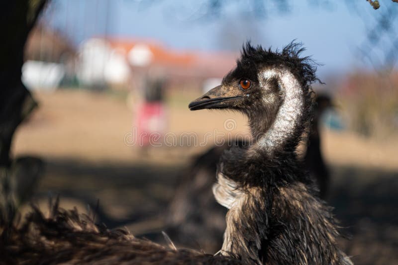 Emu Animal Closeup with Head Stock Photo - Image of neck, landscape ...