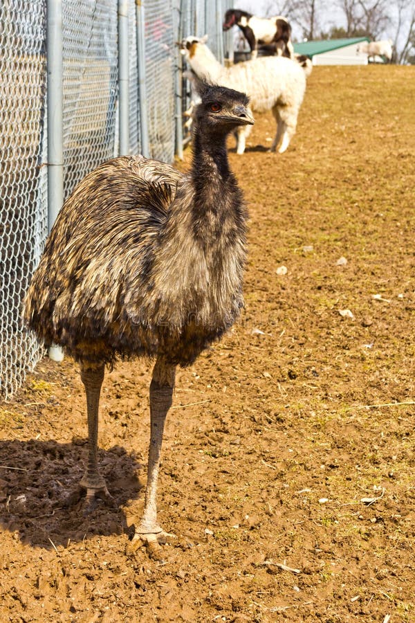 Emu at animal park stock image. Image of enclosure, large - 39041597