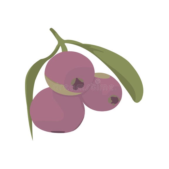 Emu Apple Fruit Vector stock vector. Illustration of diet - 245648150