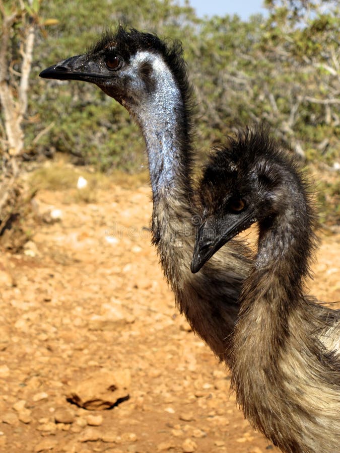 Emu, australia stock photo. Image of australian, feather - 55364924
