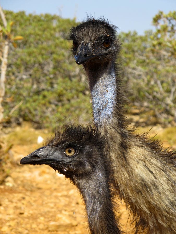 Emu, australia stock image. Image of avian, outback, neck - 55365023