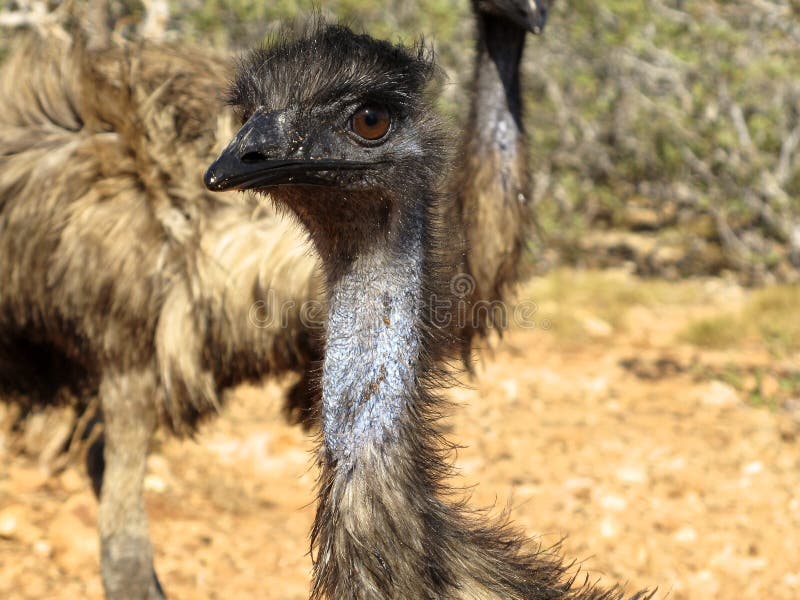 Emu, australia stock photo. Image of park, fowl, field - 55365502