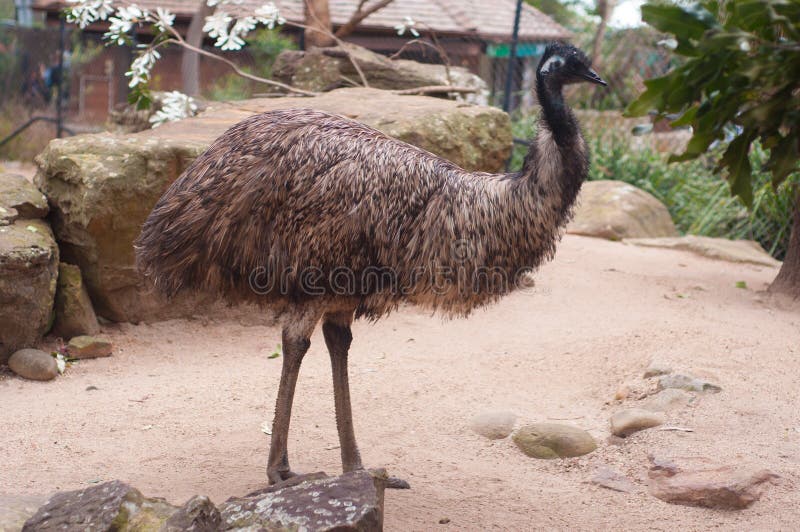 Emu at the ZOO stock image. Image of australia, feathered - 56701235