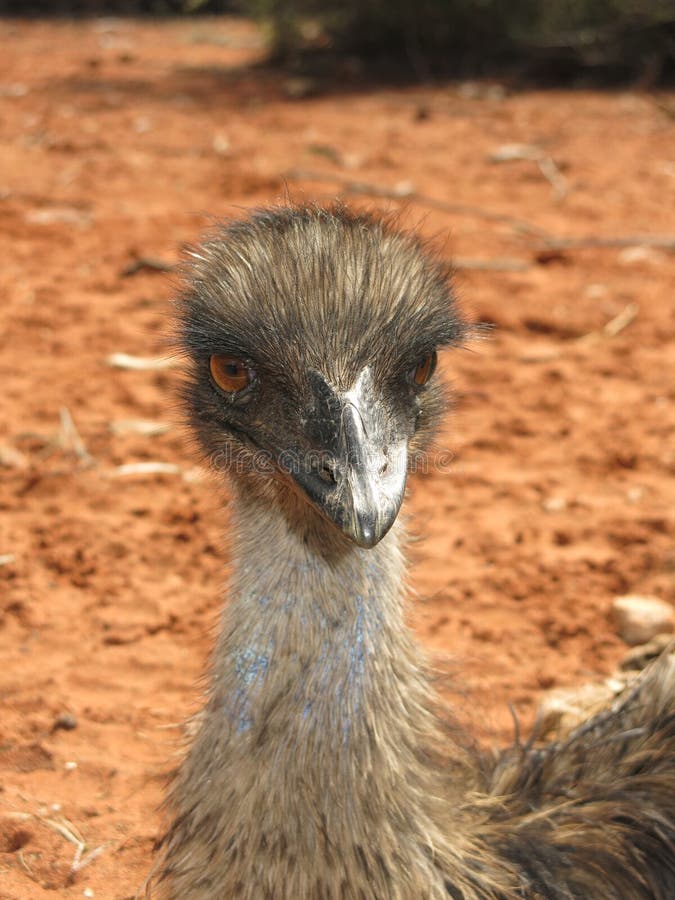 Emu, australia stock image. Image of national, nature - 65769425