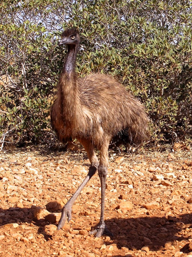 150 Head Wild Emu Closeup Australian Outback Stock Photos - Free ...