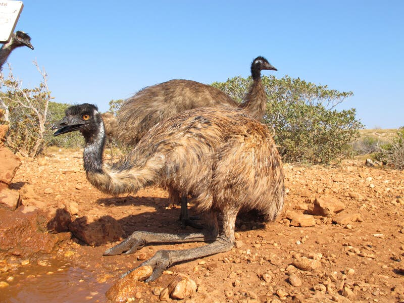 150 Head Wild Emu Closeup Australian Outback Stock Photos - Free ...