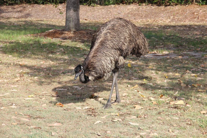 Emu eating grass stock image. Image of feathered, closeup - 16582175