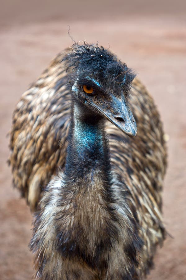 Emu australian bird stock photo. Image of australian - 38757252