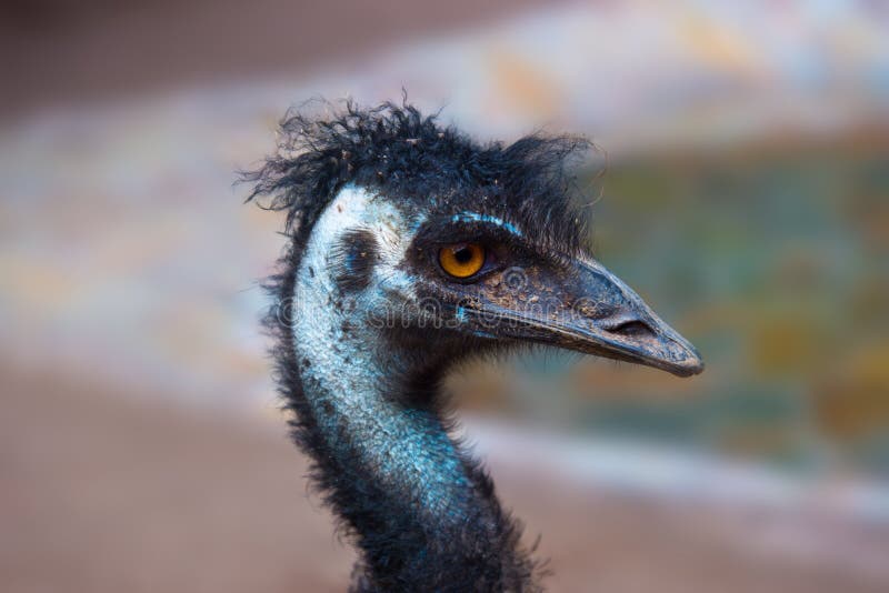 Flightless Australian Bird, The Emu Stock Photo - Image of wings, beak ...