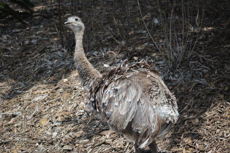 148 Emu Running Stock Photos - Free & Royalty-Free Stock Photos from ...