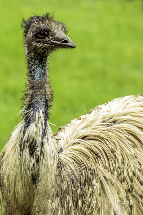 Emu stock photo. Image of courtship, strides, wings, runner - 95347340