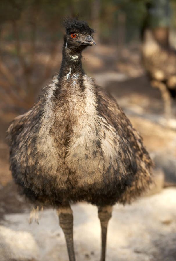 Emu resting stock image. Image of heat, bird, feet, native - 83690457