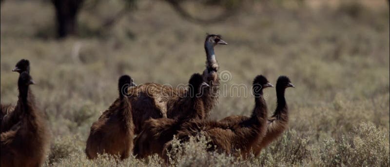 Emu in Australian outback stock video. Video of bird - 127183927