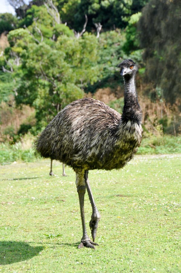 Emu Australiano Alla Riserva Della Fauna Selvatica Della Collina Della ...