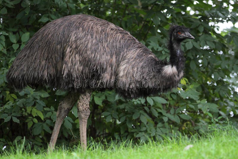 Emu australien image stock. Image du animal, australien - 20714149