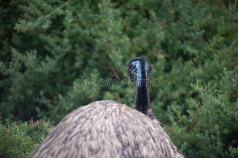 Emu from the back stock photo. Image of grey, walking - 243445156
