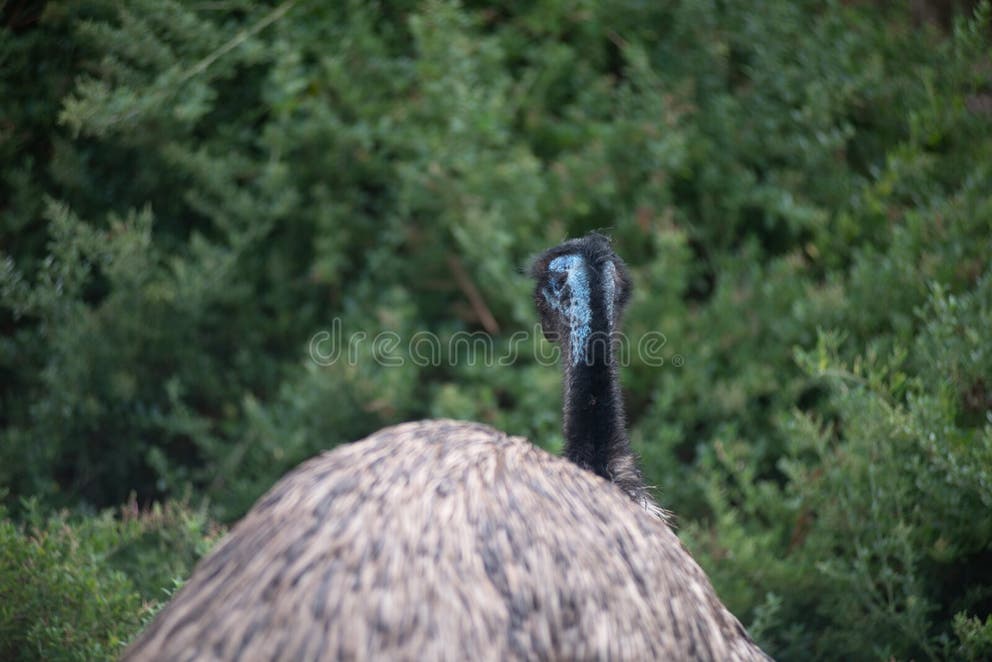 Emu from the back stock photo. Image of grey, walking - 243445156