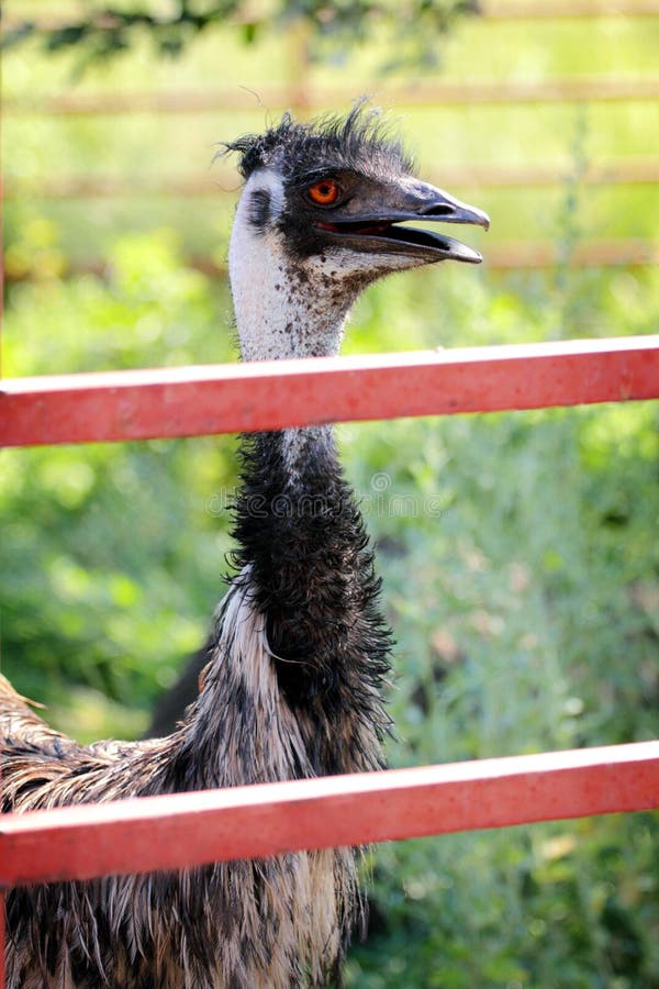 Emu behind fence stock image. Image of native, domesticated - 21140841