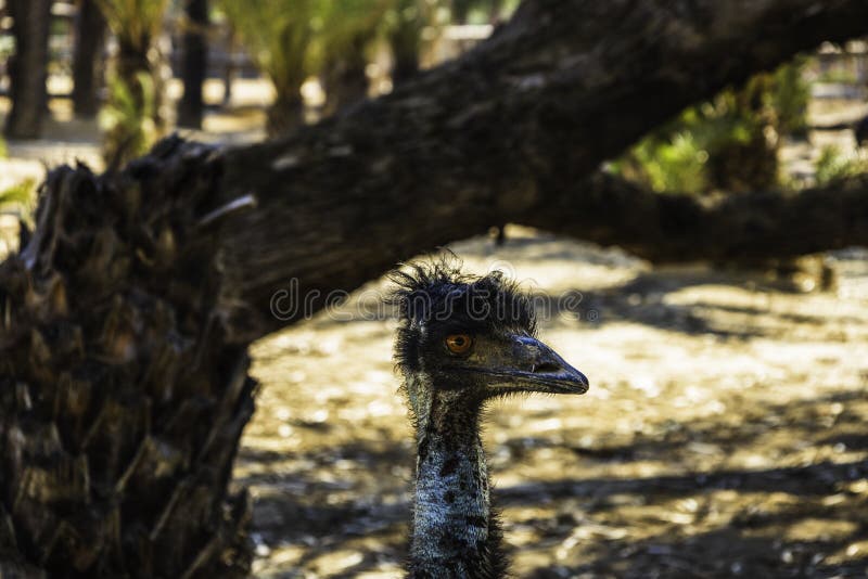 2,405 African Emu Stock Photos - Free & Royalty-Free Stock Photos from ...