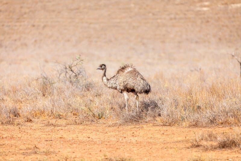 Emu Bird in Australia stock photo. Image of native, park - 160468390
