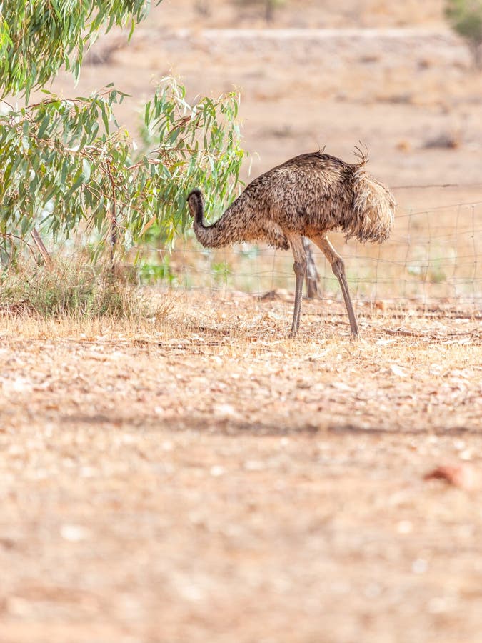 Emu Bird in Australia stock image. Image of field, feather - 160468439