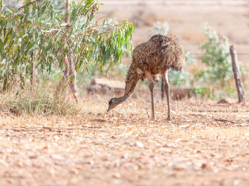 Emu Bird in Australia stock image. Image of fauna, outside - 160468445
