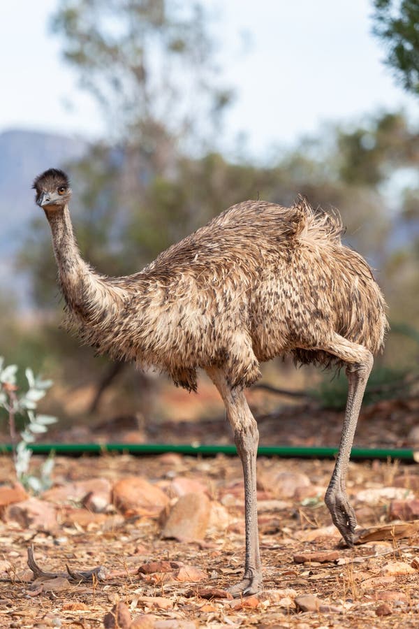 Emu Bird in Australia stock photo. Image of outdoors - 160468392