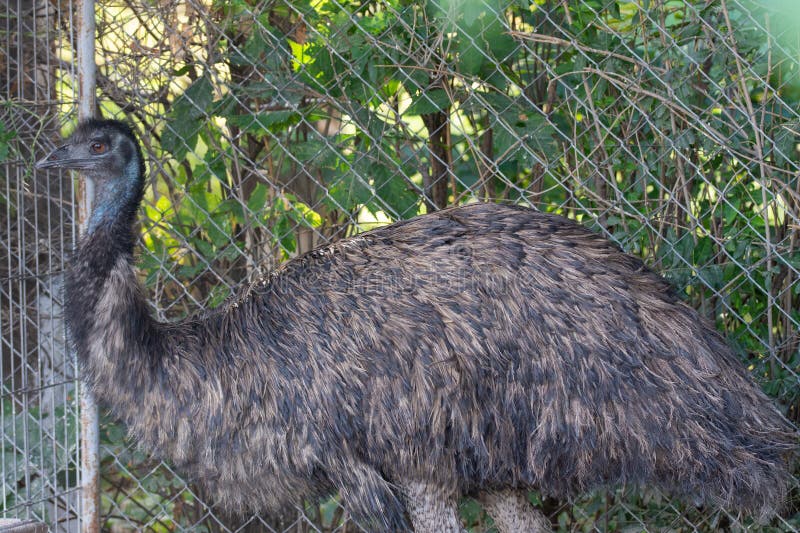 Emu is a Bird of the Cassowary Order, the Largest Australian Bird Large ...
