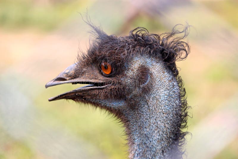 Emu bird closeup stock photo. Image of farming, bird - 253487380