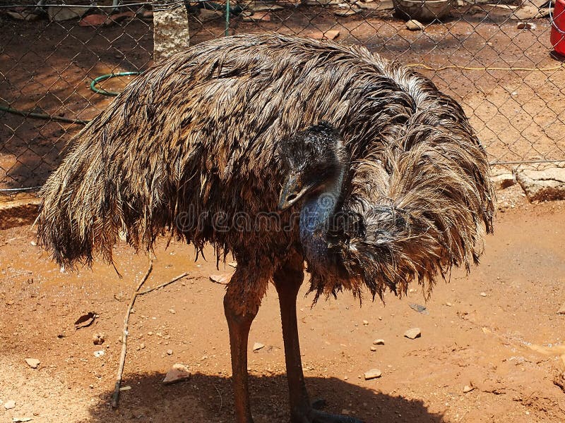 Emu bird in emu-farm stock photo. Image of fowl, emufarm - 43623096