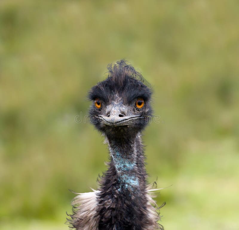2,405 African Emu Stock Photos - Free & Royalty-Free Stock Photos from ...