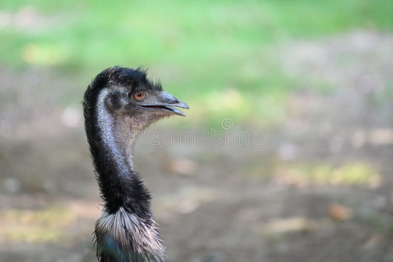 Emu Bird Running