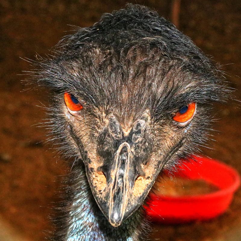 Emu bird stock image. Image of rare, india, bird, incredible - 129990093
